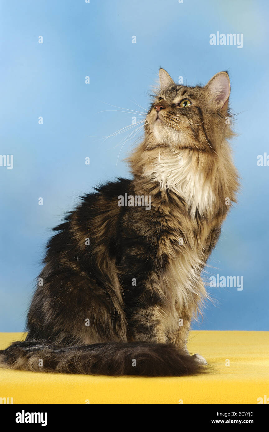 maine coon - sitting - lateral Stock Photo - Alamy