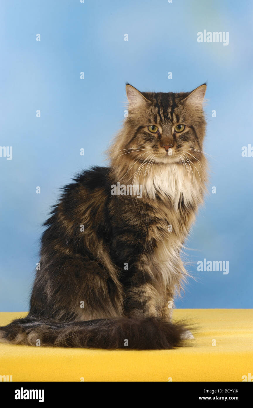 maine coon - sitting - lateral Stock Photo - Alamy