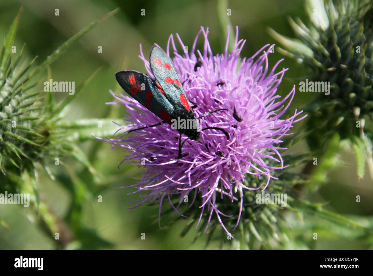 Six Spot Burnet Moths, Zygaena filipendulae, Zygaenidae, Lepidoptera on ...