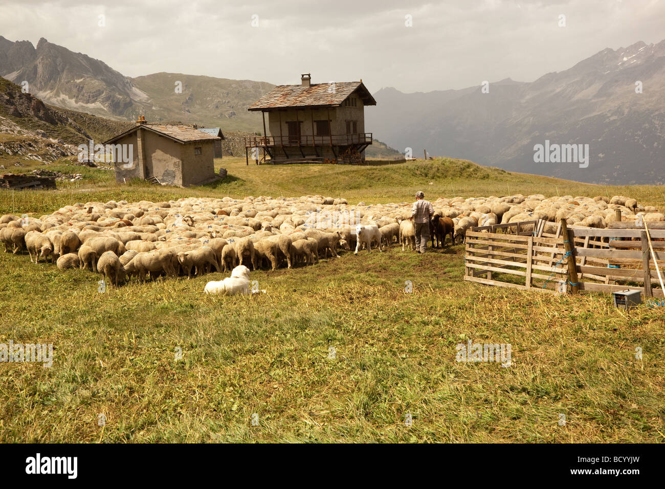 A shepherd and its dog watches a herd of sheeps Stock Photo - Alamy