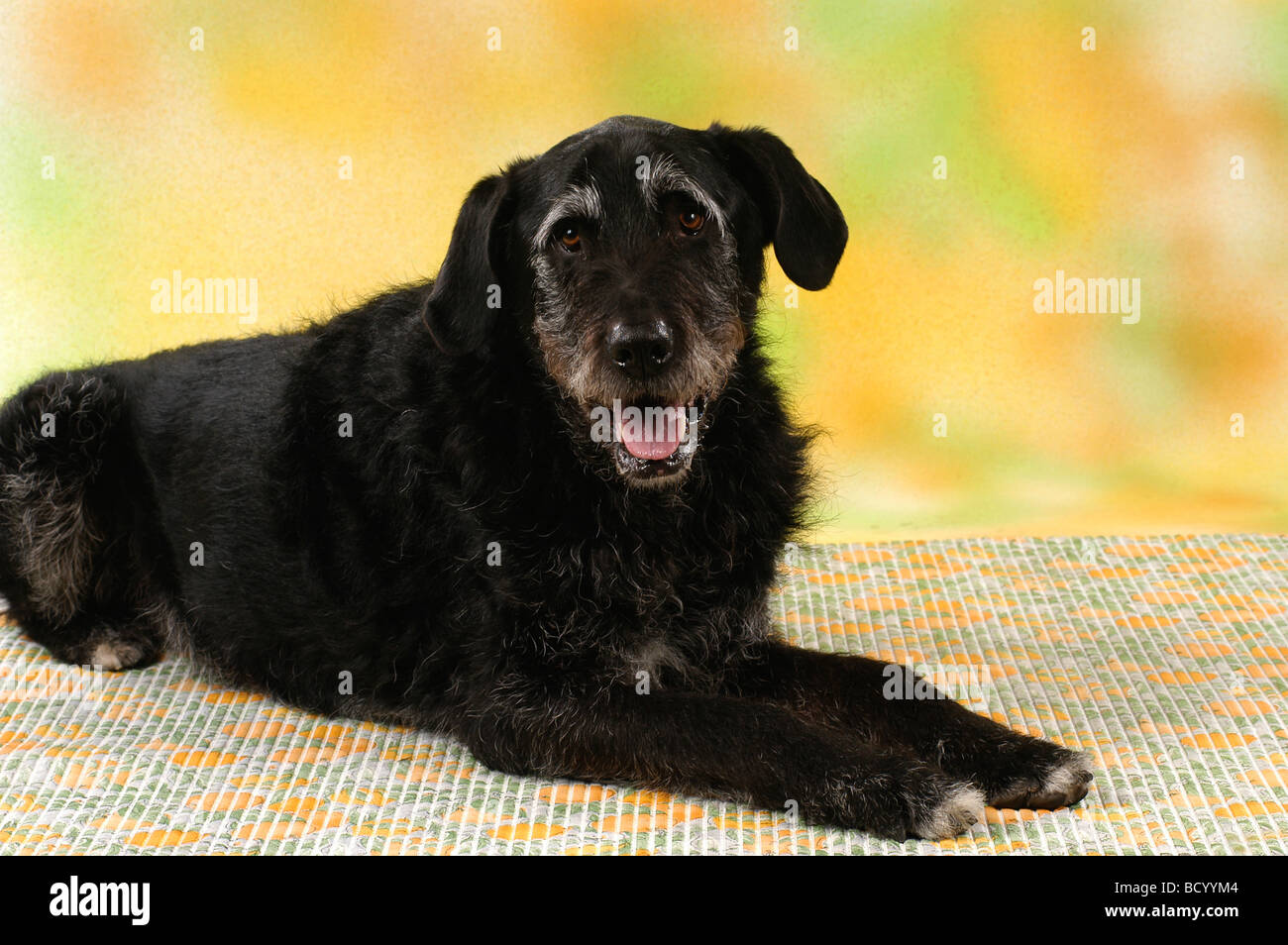 half breed dog - cut out Stock Photo - Alamy