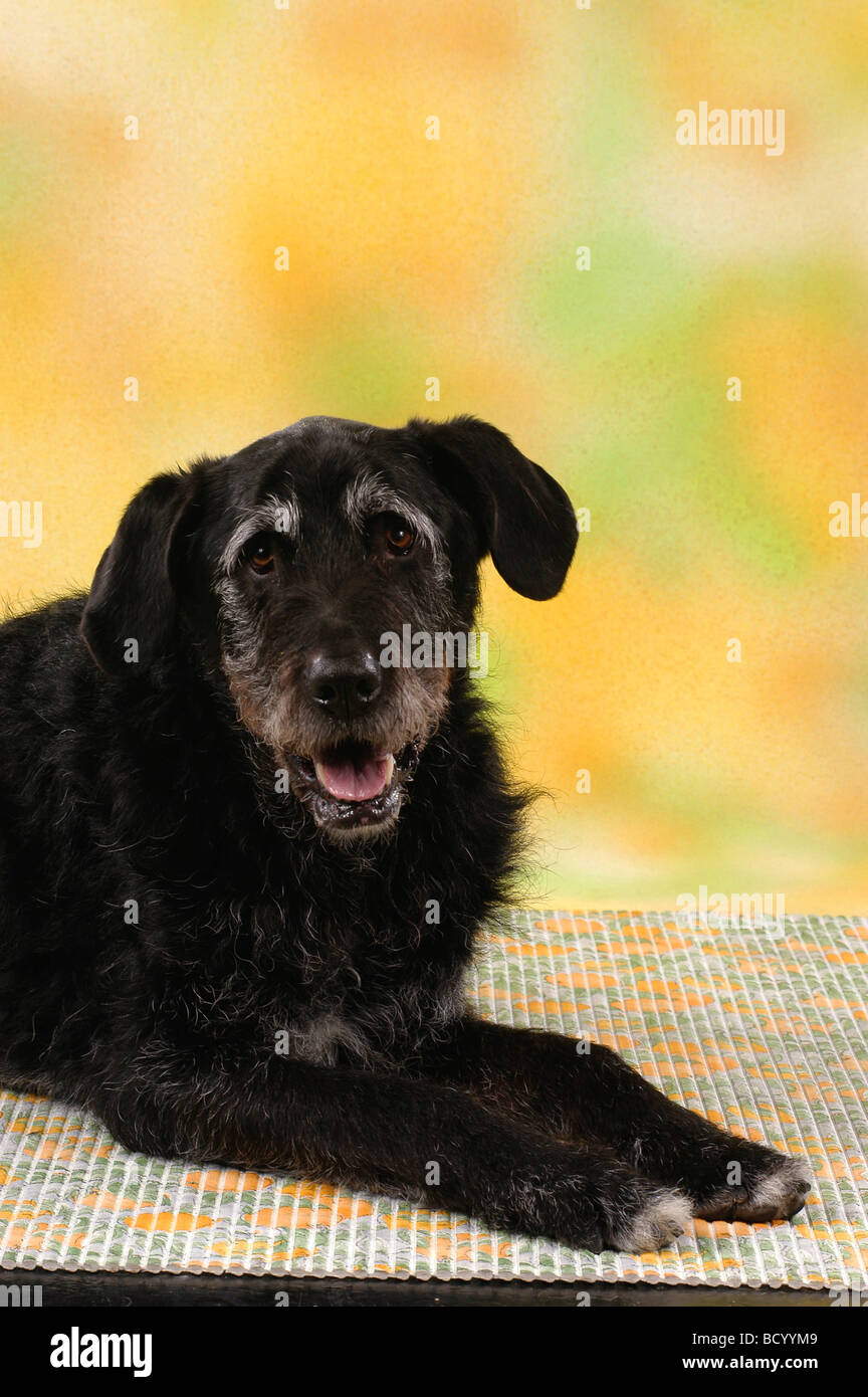 half breed dog - cut out Stock Photo - Alamy