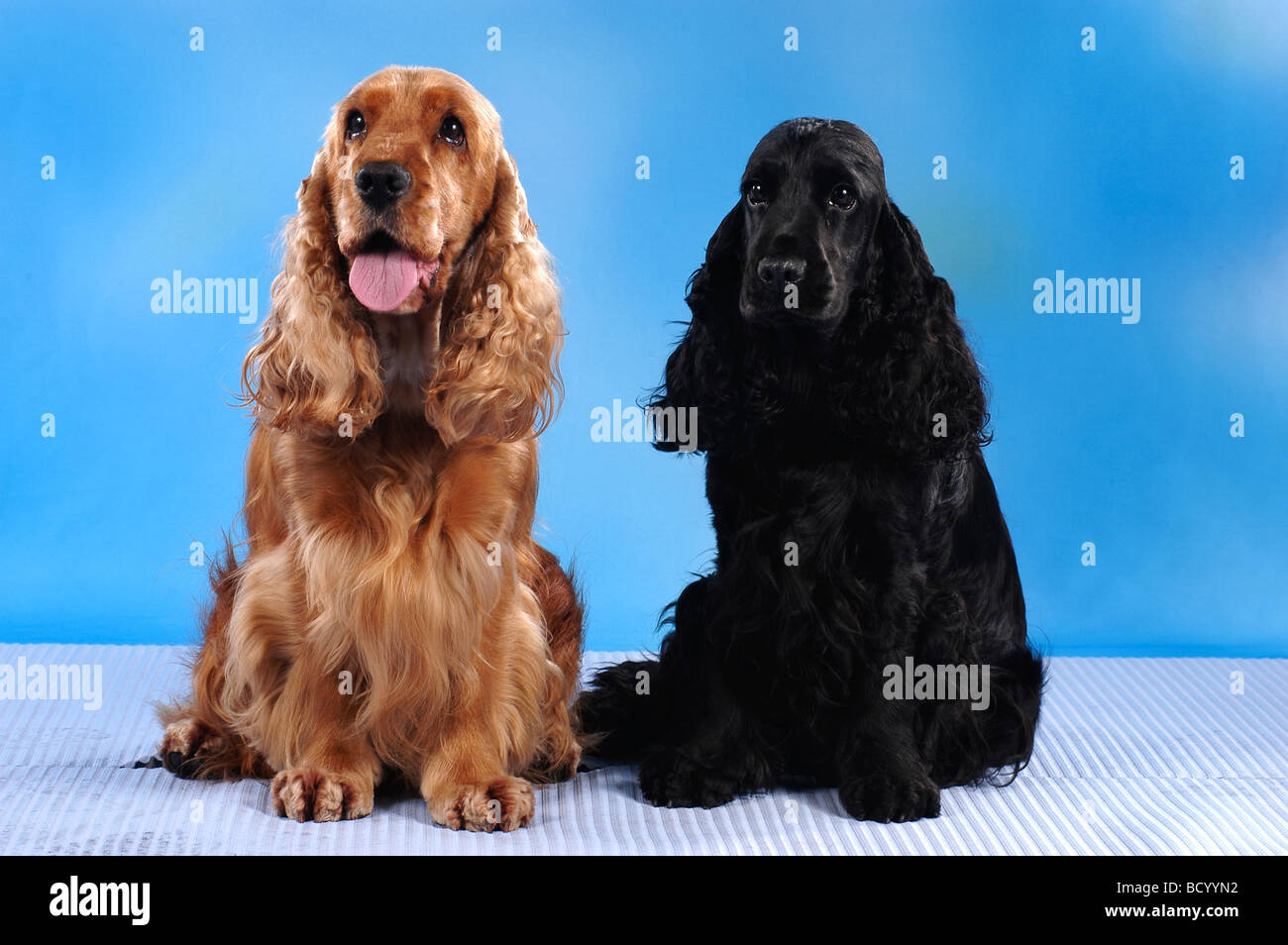 two dogs - sitting Stock Photo - Alamy