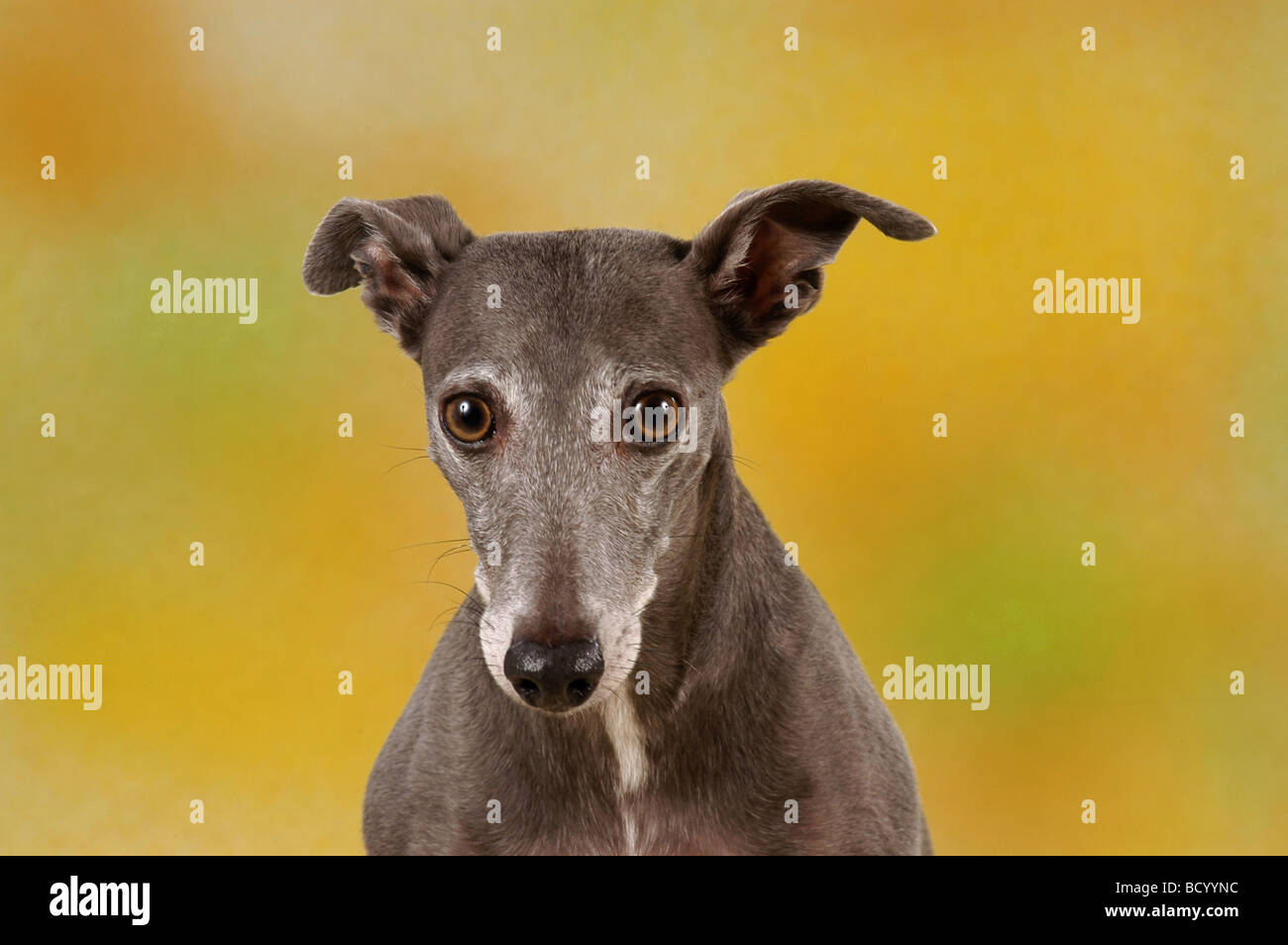 dog - cut out Stock Photo - Alamy