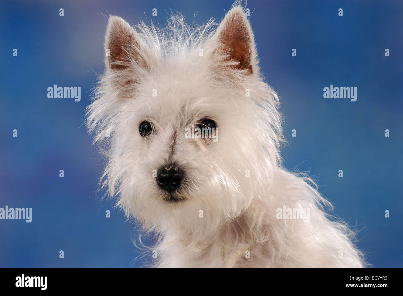 dog - puppy - portrait Stock Photo - Alamy