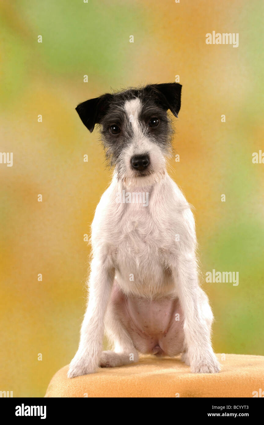 dog - sitting Stock Photo - Alamy