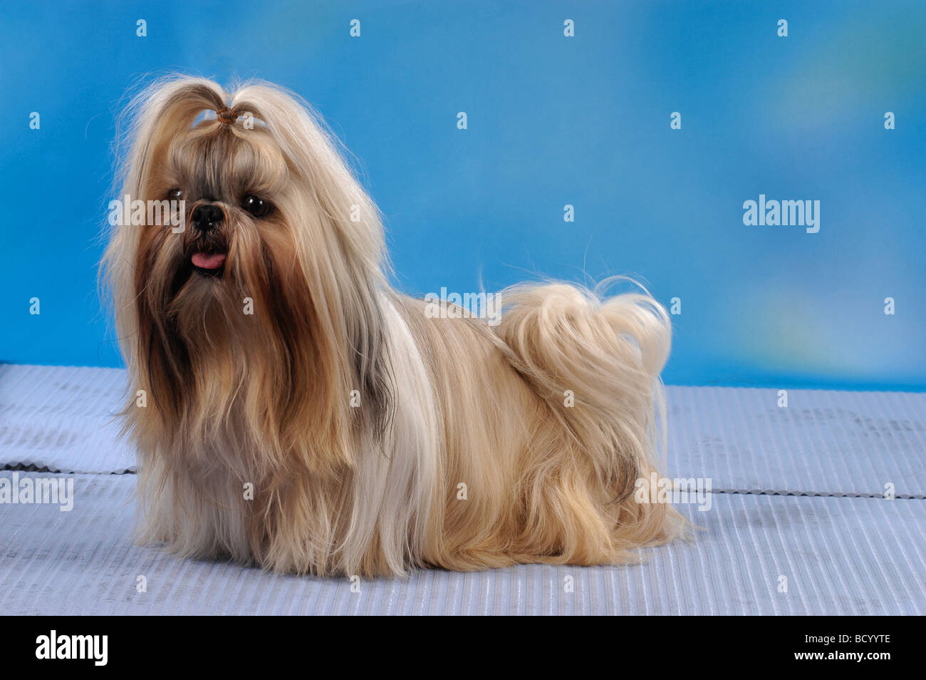 Shih Tzu. Adult dog standing. Studio picture against a blue background ...