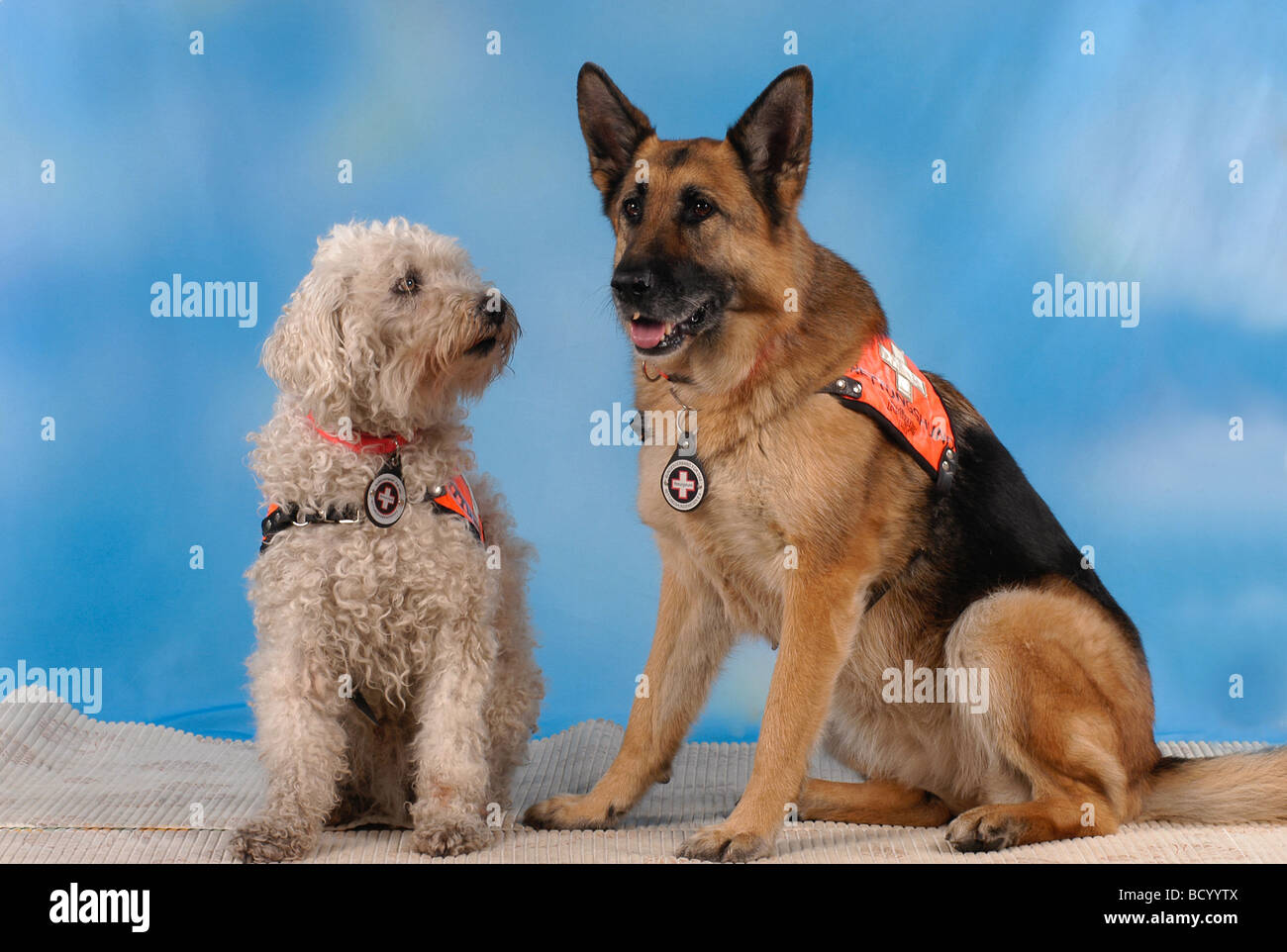 two dogs - sitting Stock Photo - Alamy