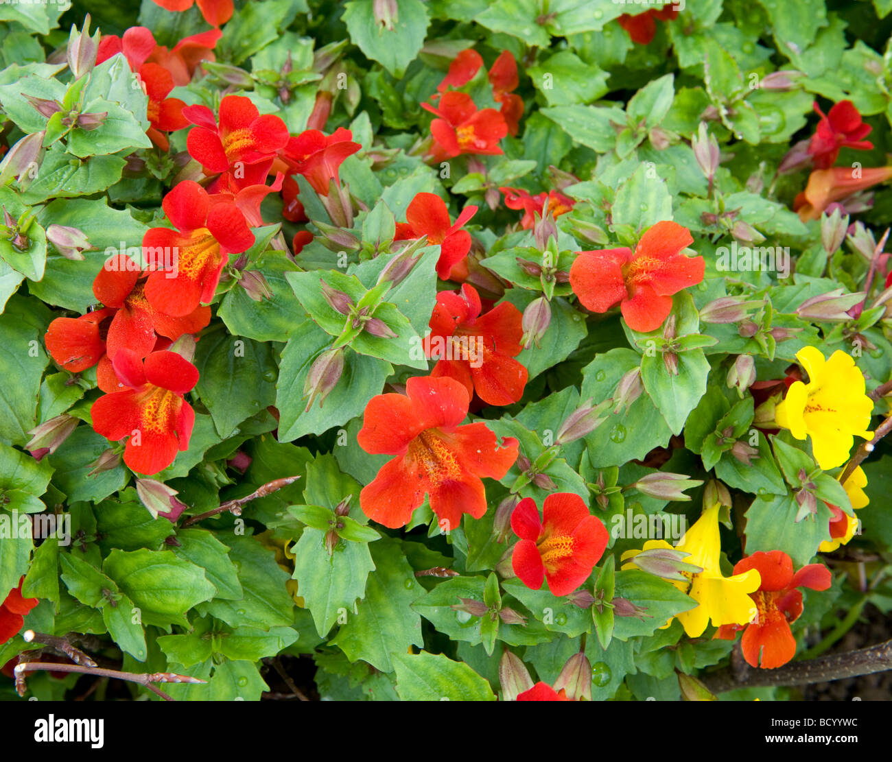 Mimulus Monkey flower.`F1 Magic`. Bright orange flower bedding plant ...