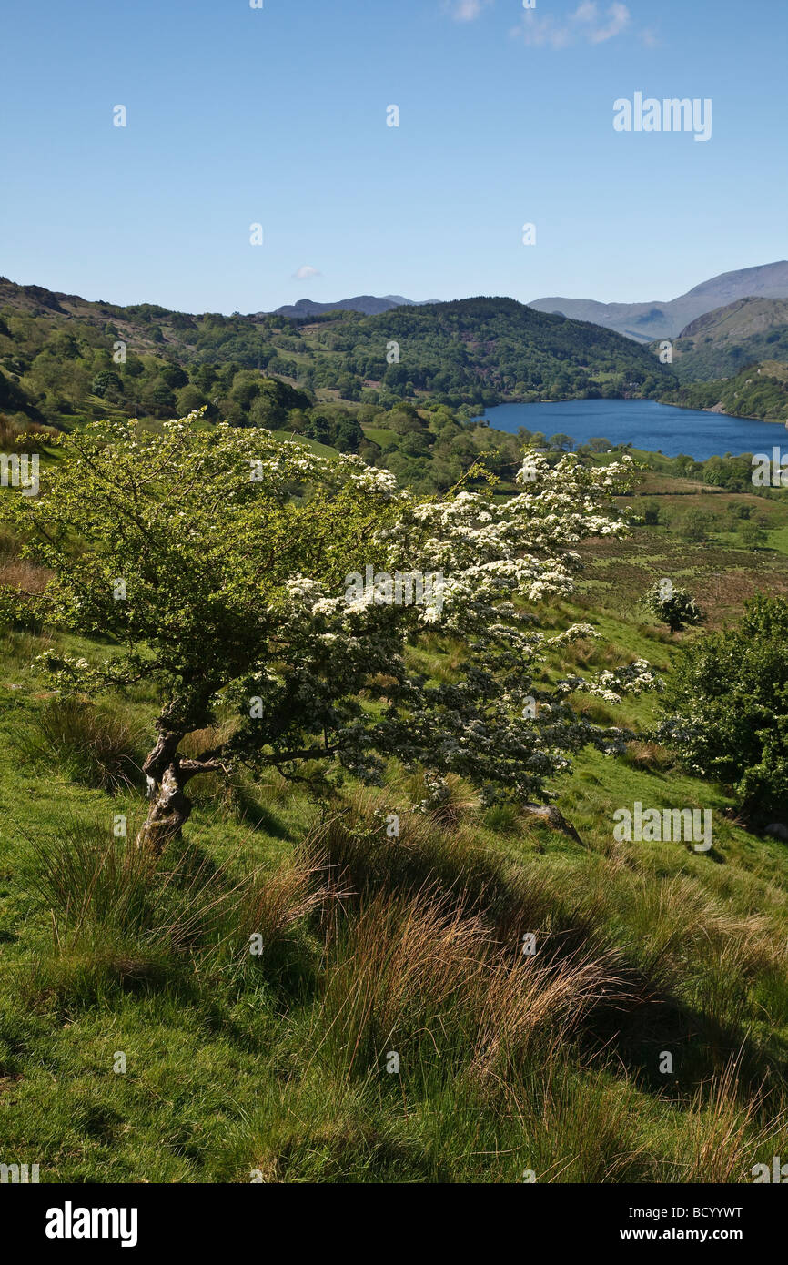 Flora of snowdonia hi-res stock photography and images - Alamy