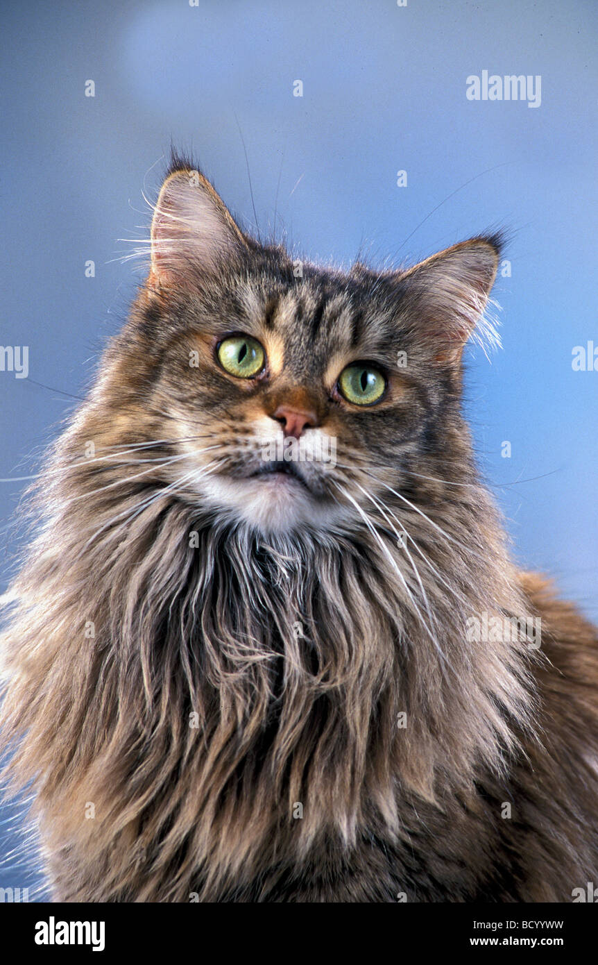 Norwegian forest cat - portrait Stock Photo - Alamy