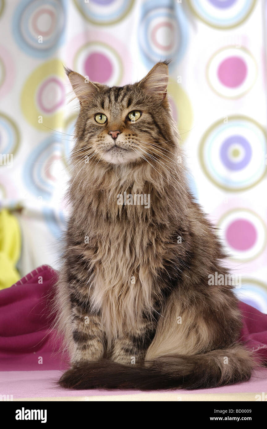 maine coon - sitting Stock Photo - Alamy