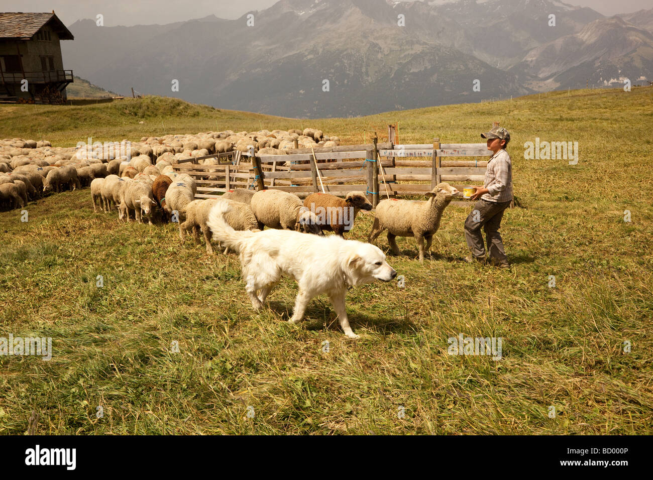 A young shepherd and its dog watches a herd of sheeps Stock Photo - Alamy