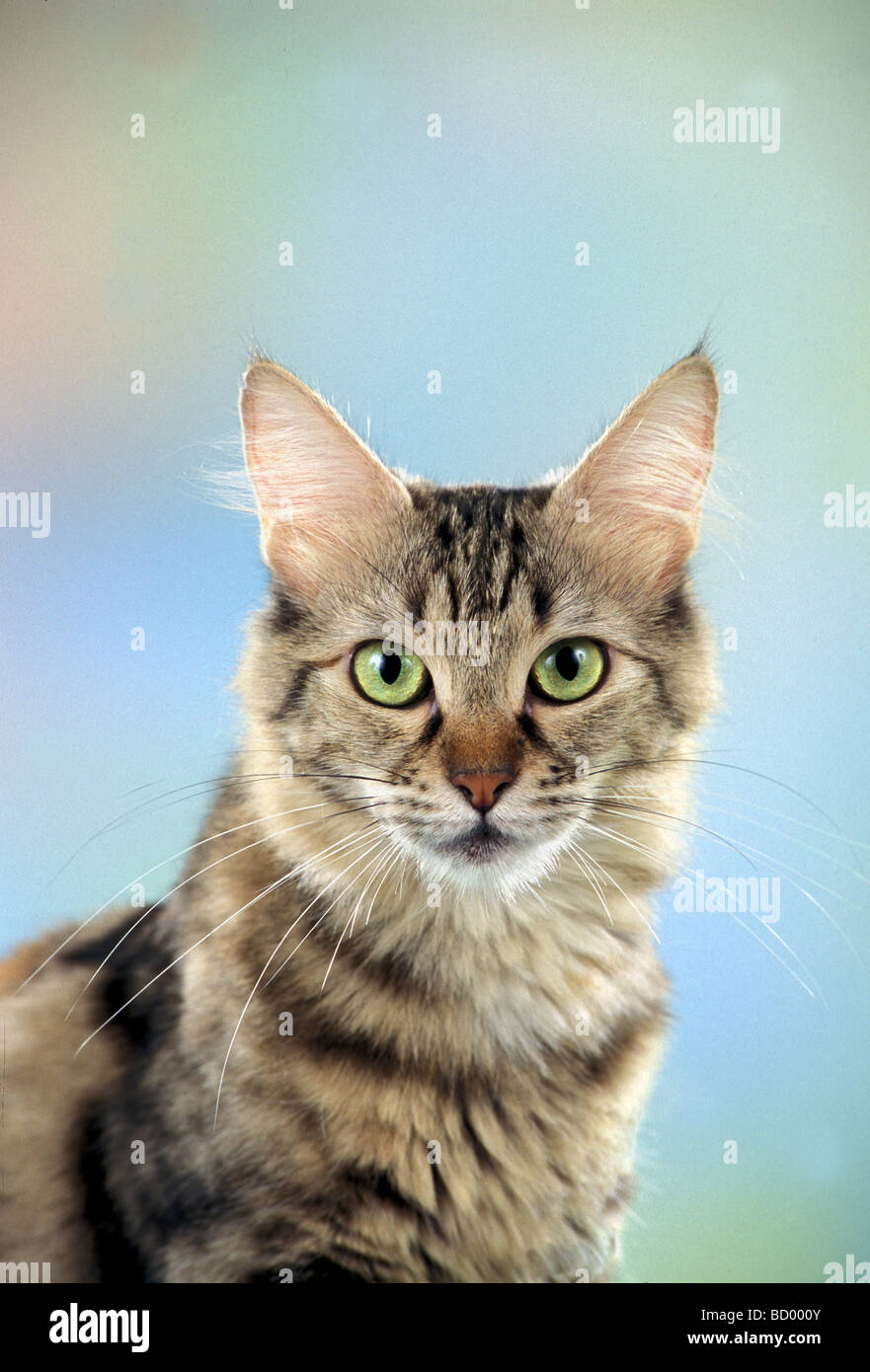 maine coon - portrait Stock Photo - Alamy