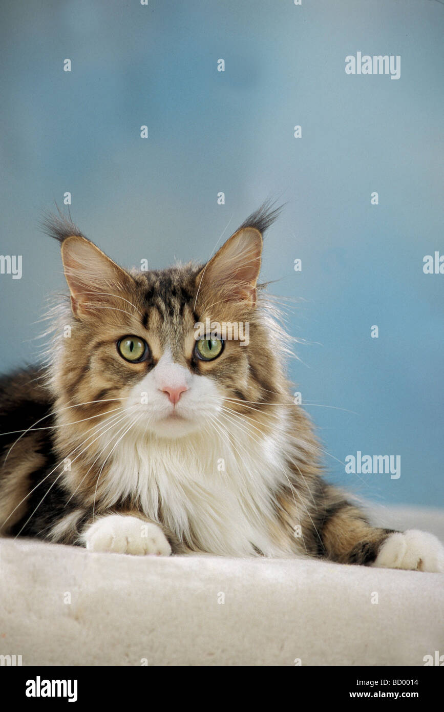 maine coon - lying - cut out Stock Photo - Alamy