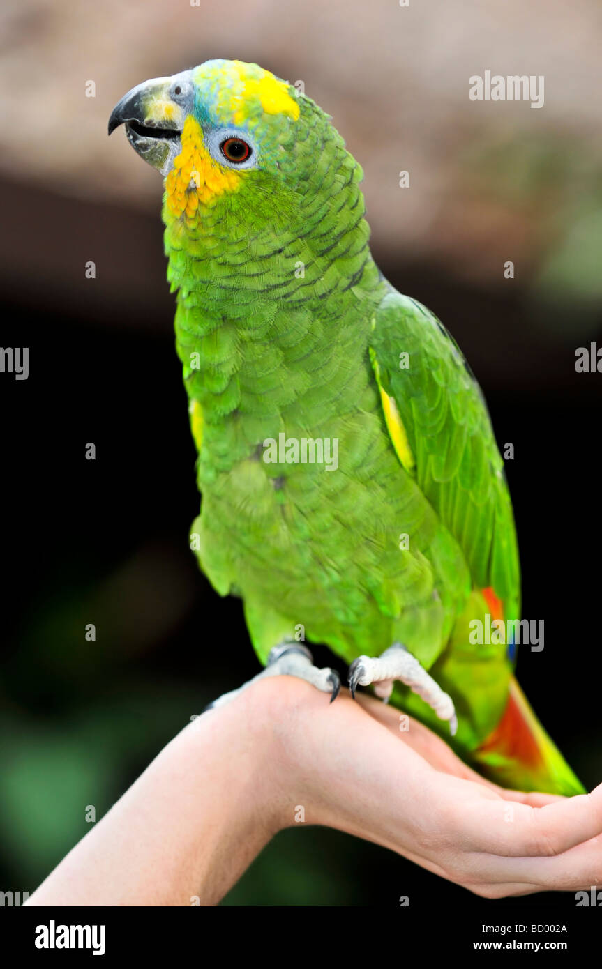 Yellow shouldered Amazon parrot perched on hand Stock Photo - Alamy