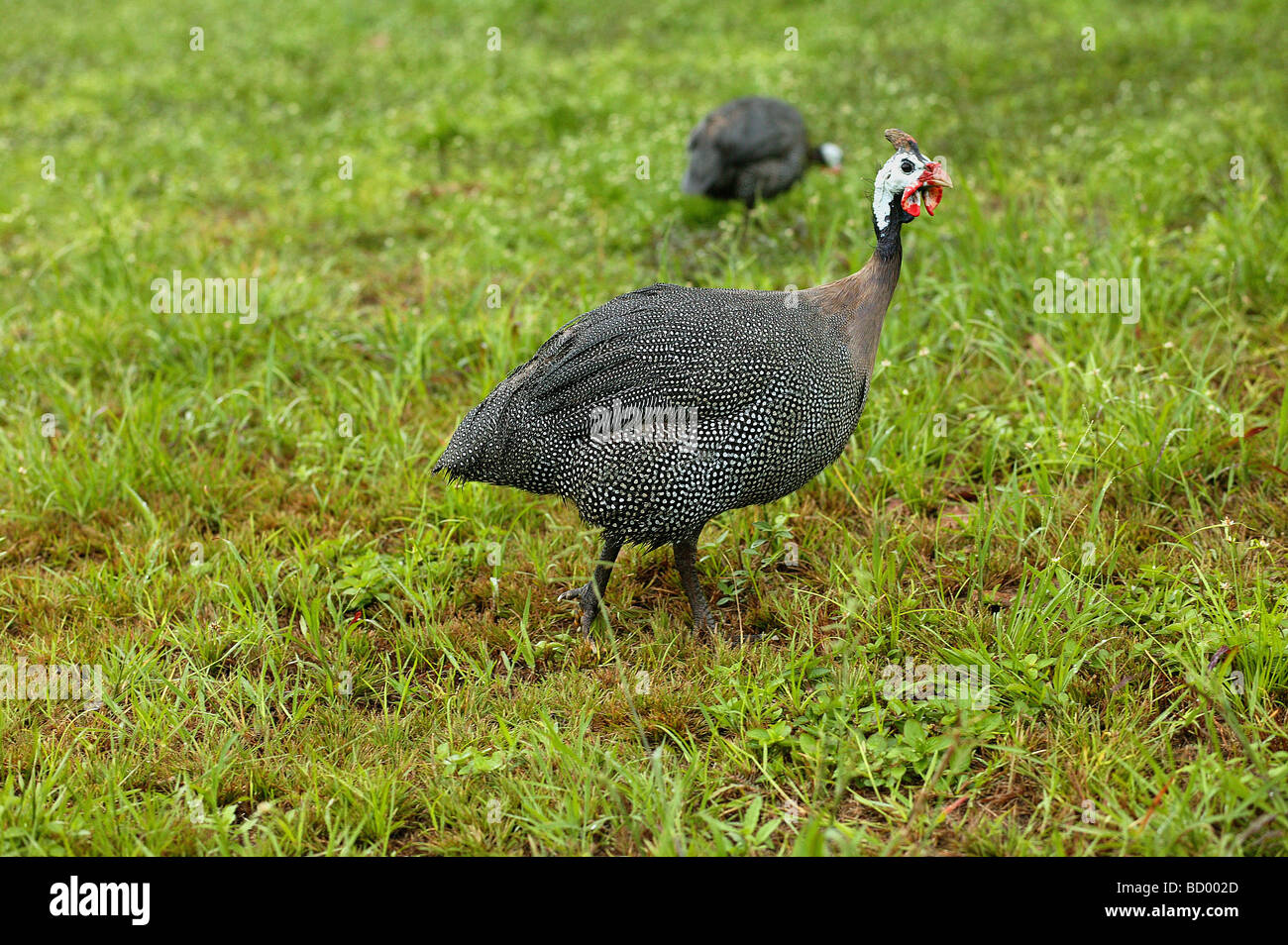 Domestic guinea fowls hi-res stock photography and images - Alamy
