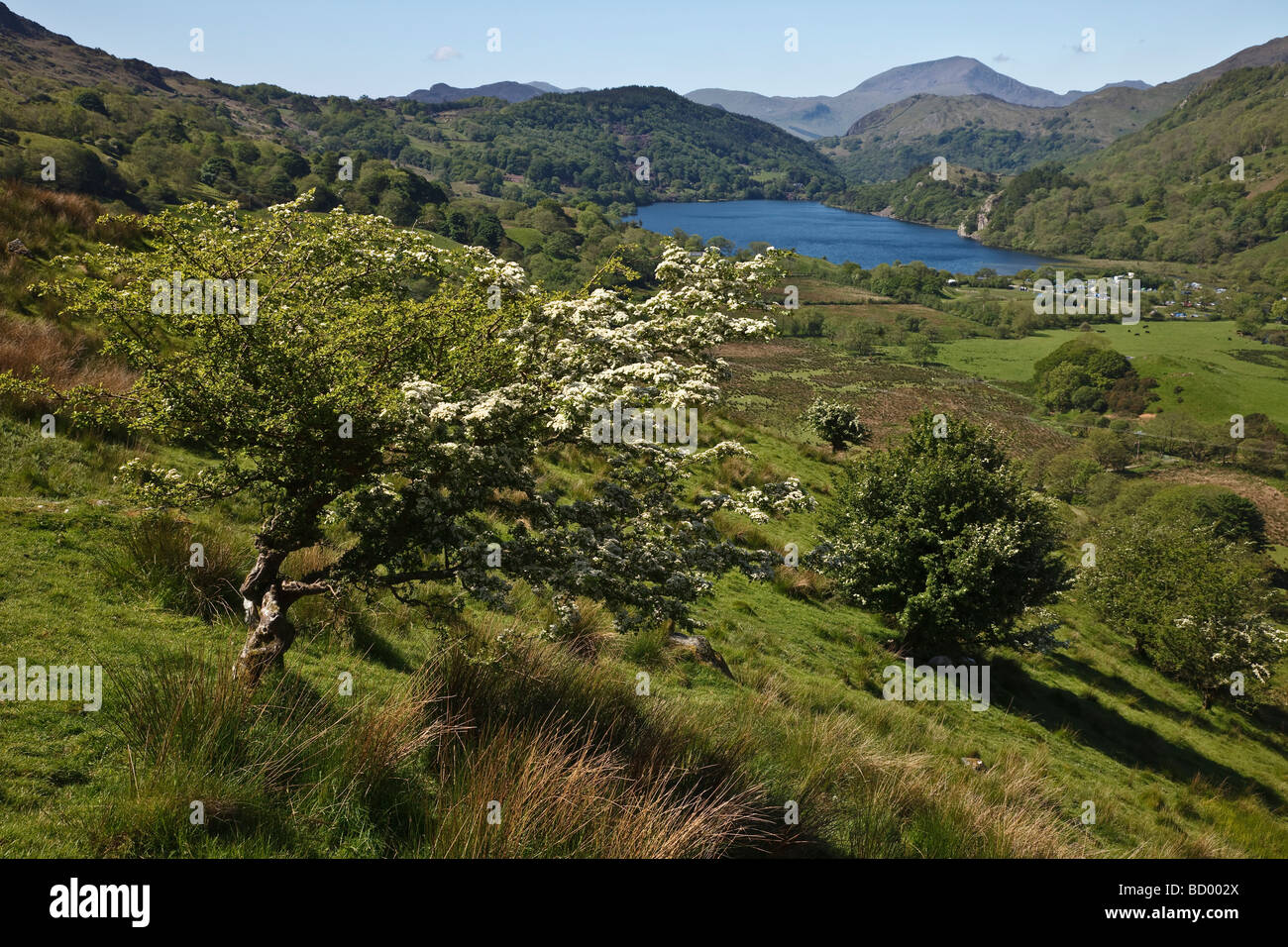 Flora of snowdonia hi-res stock photography and images - Alamy