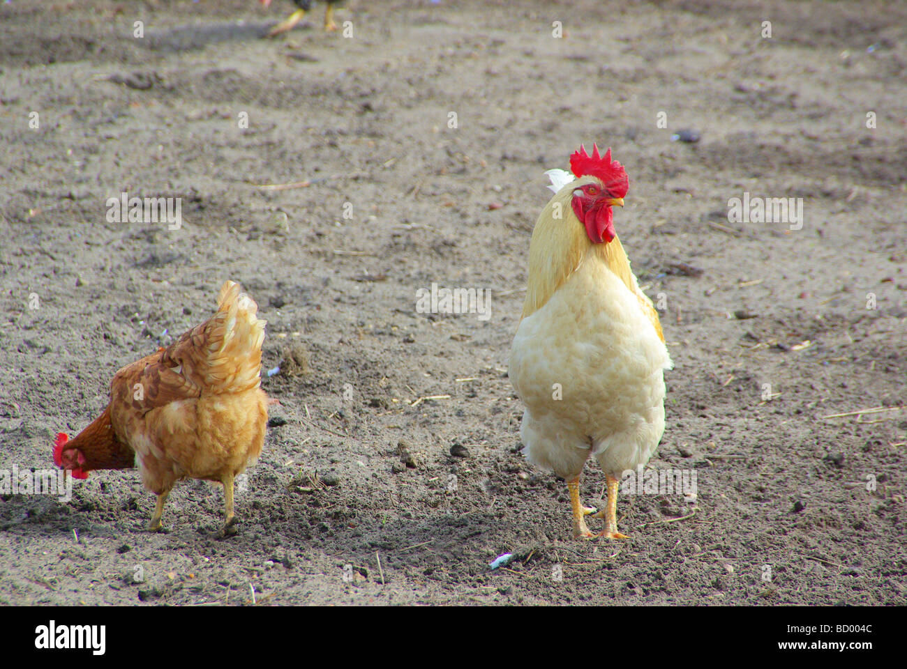 Huhn chicken 12 Stock Photo - Alamy