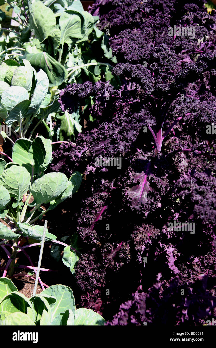 Curly kale hi-res stock photography and images - Alamy
