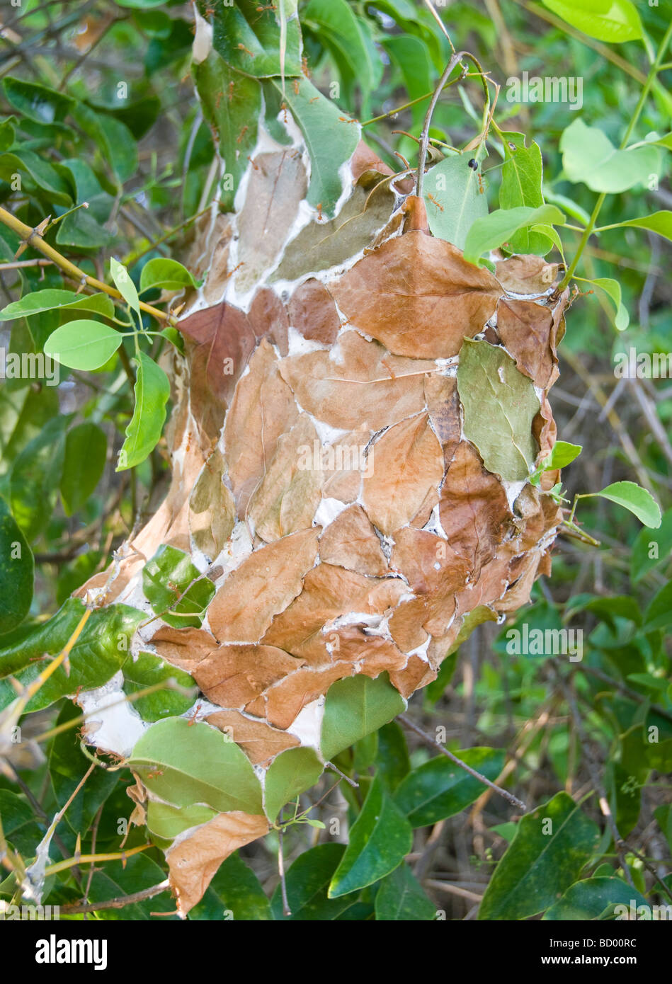 Ants india hi-res stock photography and images - Alamy