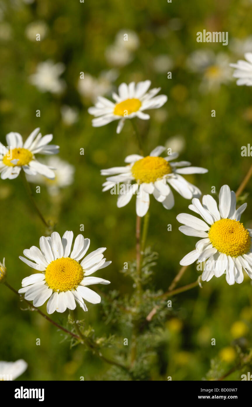 Mayweed hi-res stock photography and images - Alamy