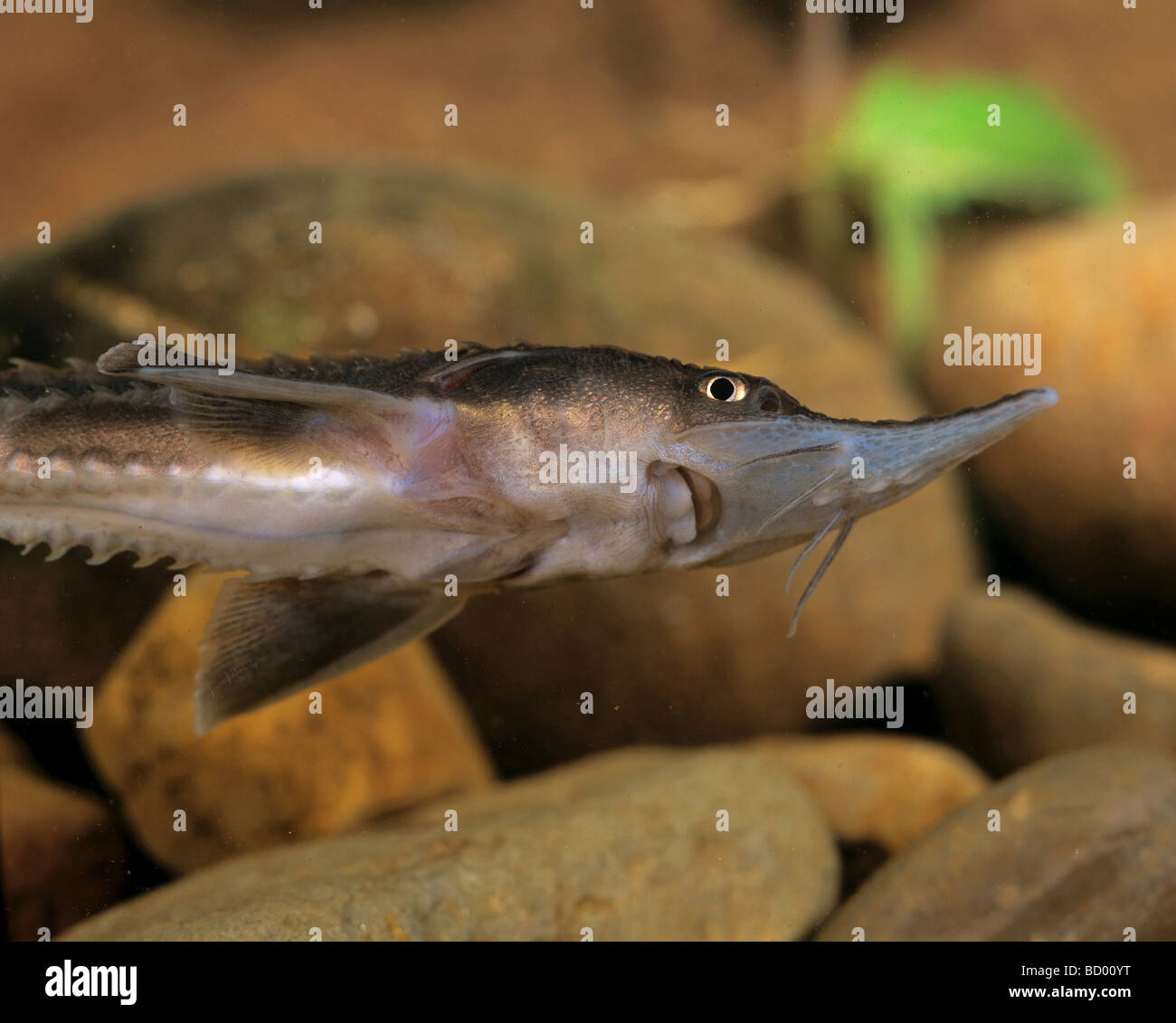 young sterlet / Acipenser ruthenus Stock Photo - Alamy