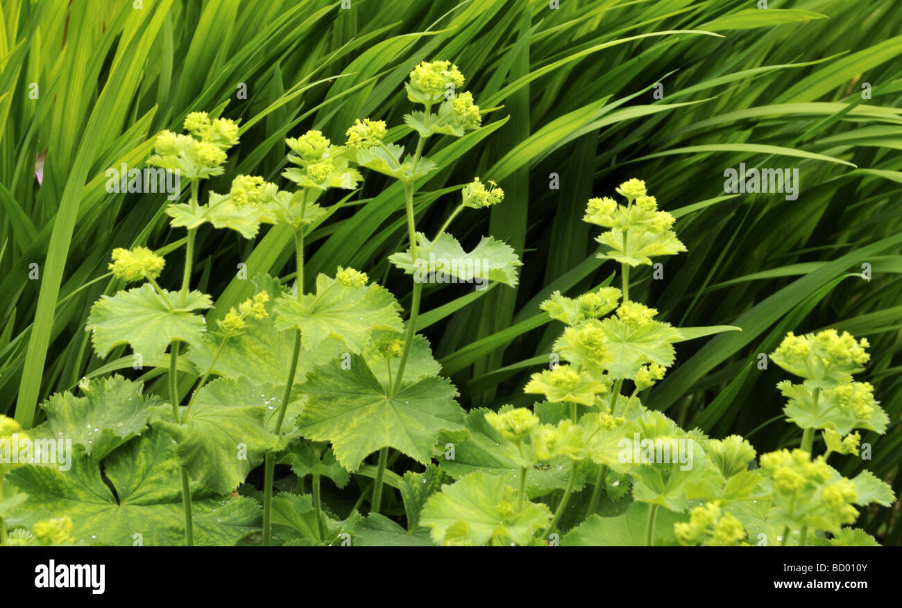 Alchemilla Mollis Lady's Mantle in spring Stock Photo - Alamy