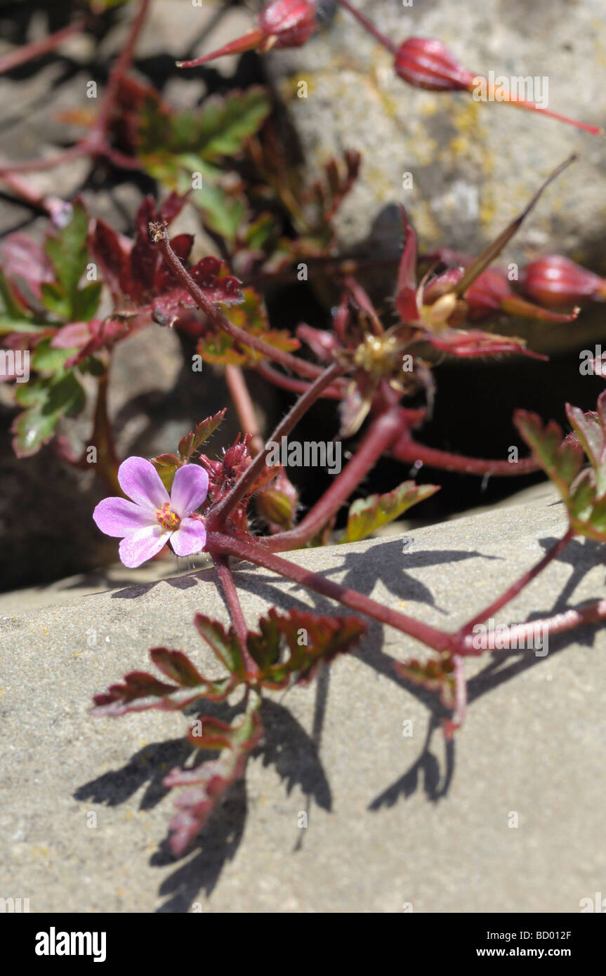 Herb-Robert, geranium robertianum, wildflower along Solway Coast near ...