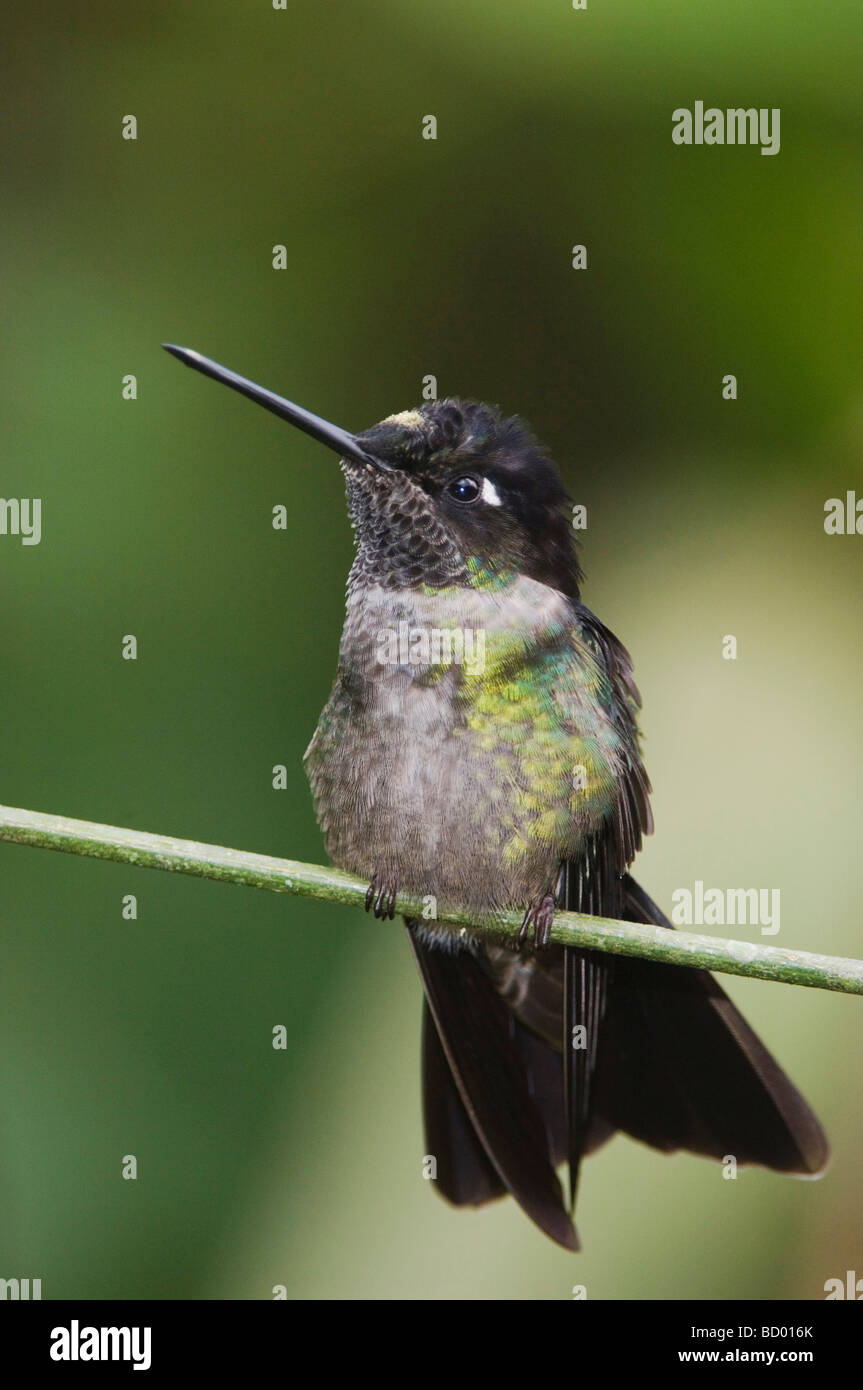 Magnificent Hummingbird Eugenes fulgens male perched Central Valley ...