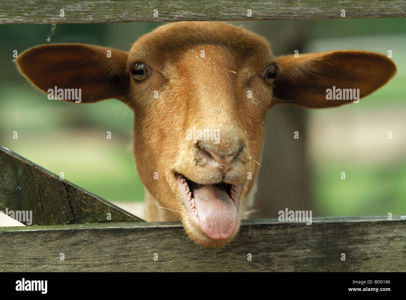 domestic sheep - portrait / Ovis ammon aries Stock Photo - Alamy
