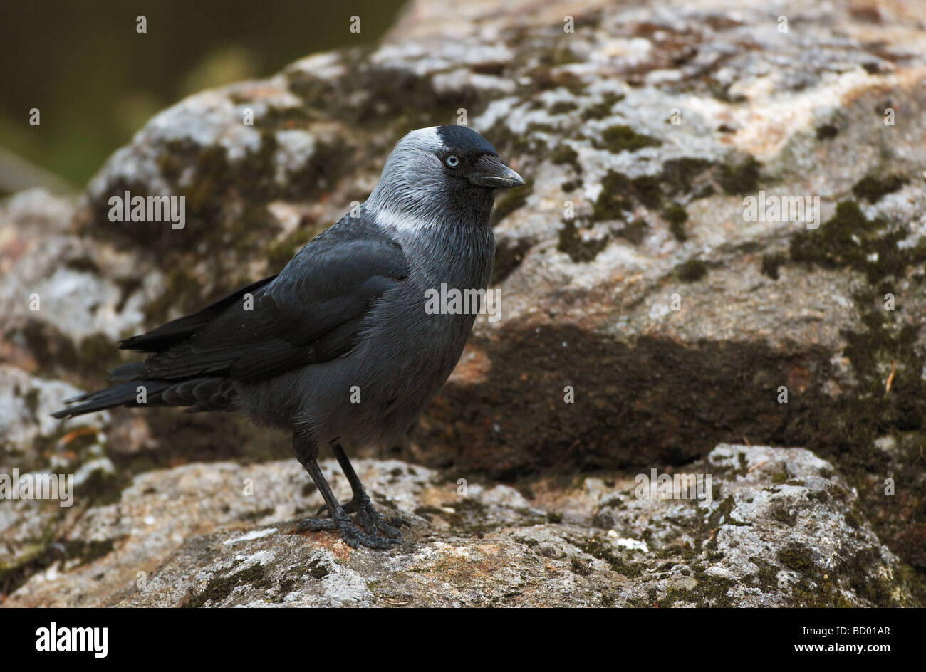Jackdaw coloeus monedula hi-res stock photography and images - Alamy