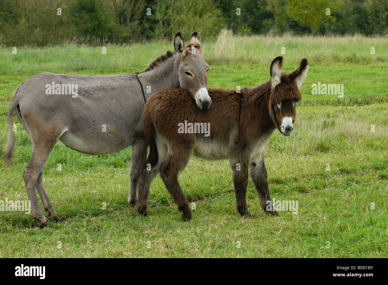 two donkeys - standing on meadow Stock Photo - Alamy