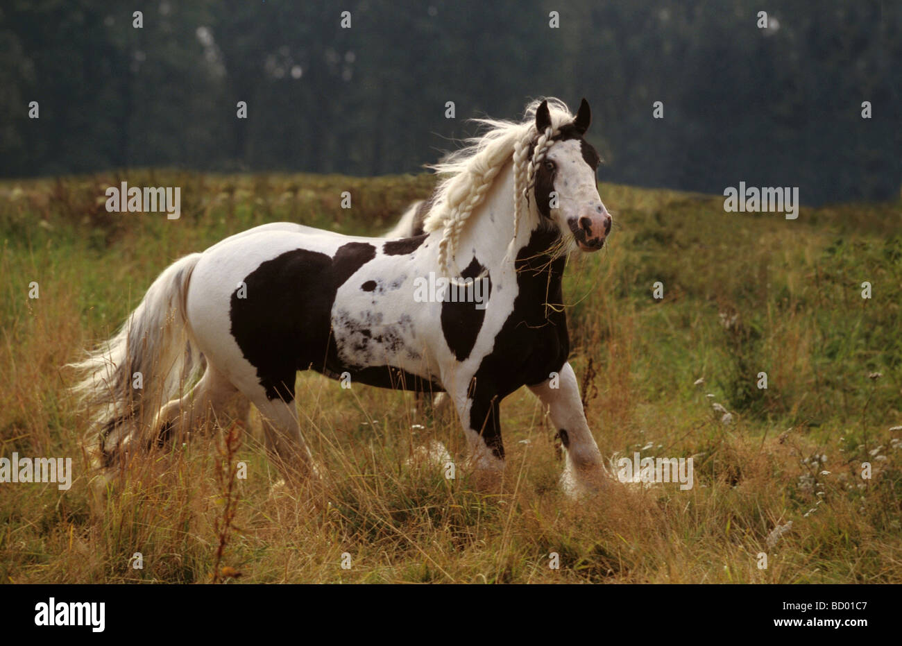 tinker pony trotting over meadow Stock Photo - Alamy