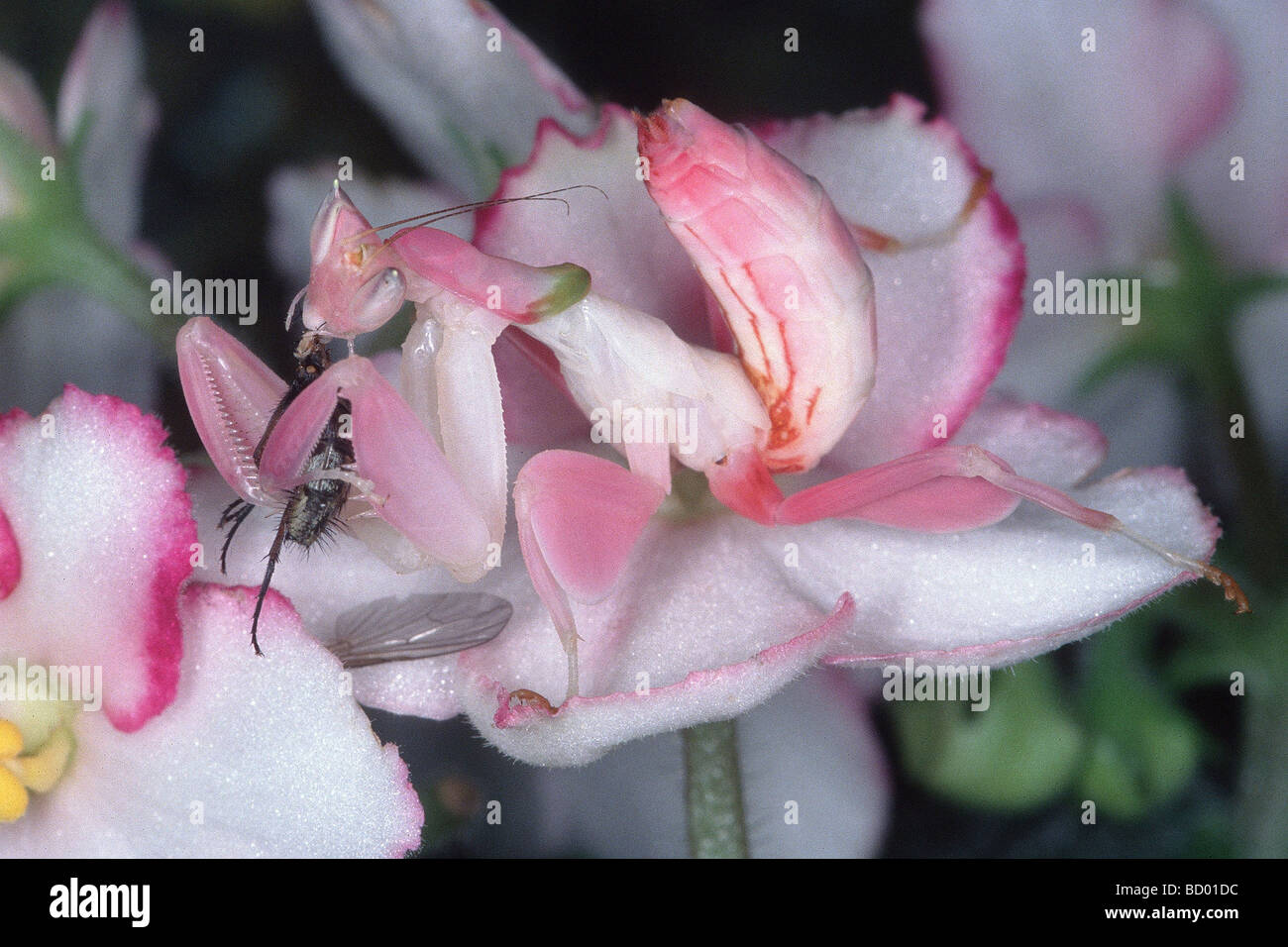 camouflage : European preying mantis / Mantis religiosa Stock Photo - Alamy