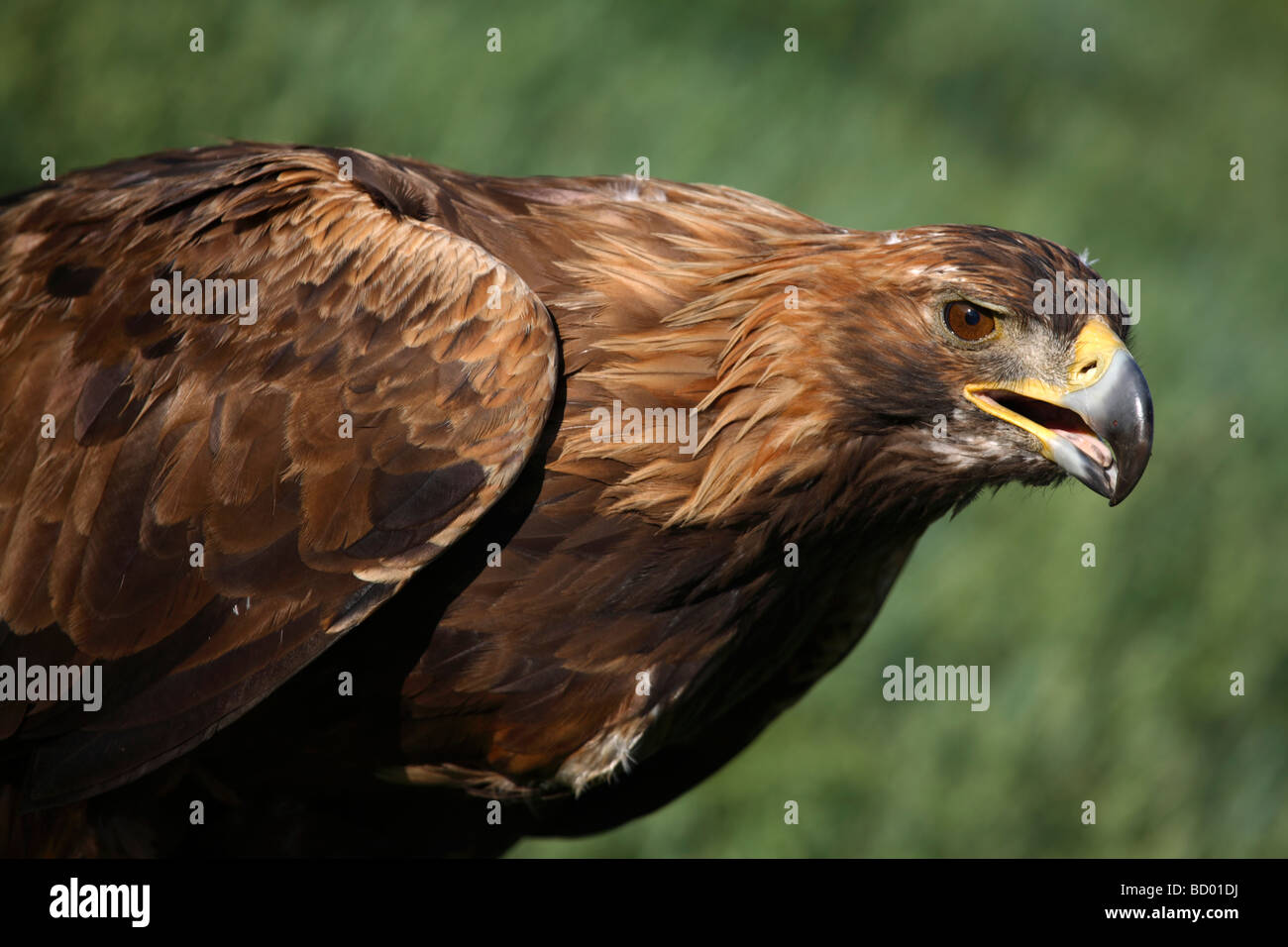 Eagle Eye Close Up High Resolution Stock Photography and Images - Alamy