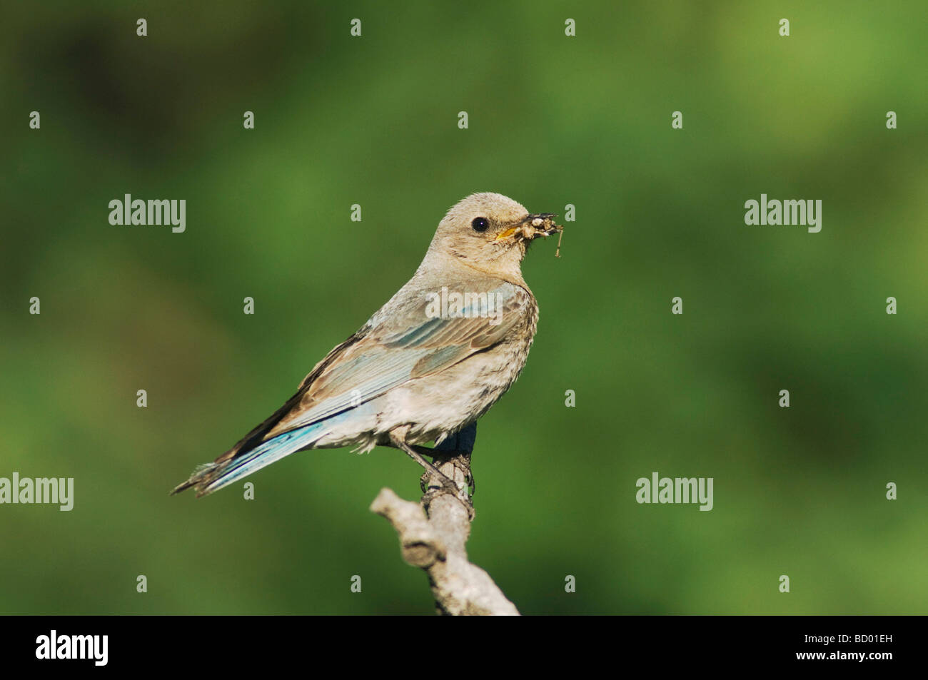 Adult female mountain bluebird hi-res stock photography and images - Alamy