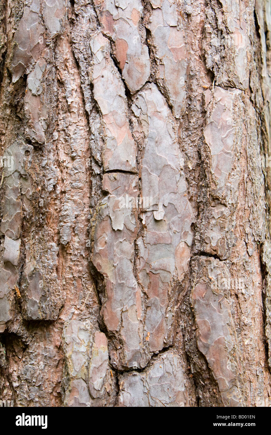 Bark on trunk of a Norway Spruce Picea abies Kent UK Stock Photo - Alamy