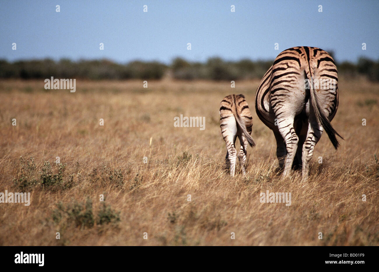 Zebra from behind hi-res stock photography and images - Alamy