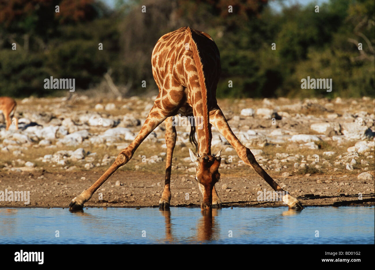 giraffe - drinking / Giraffa camelopardalis Stock Photo - Alamy