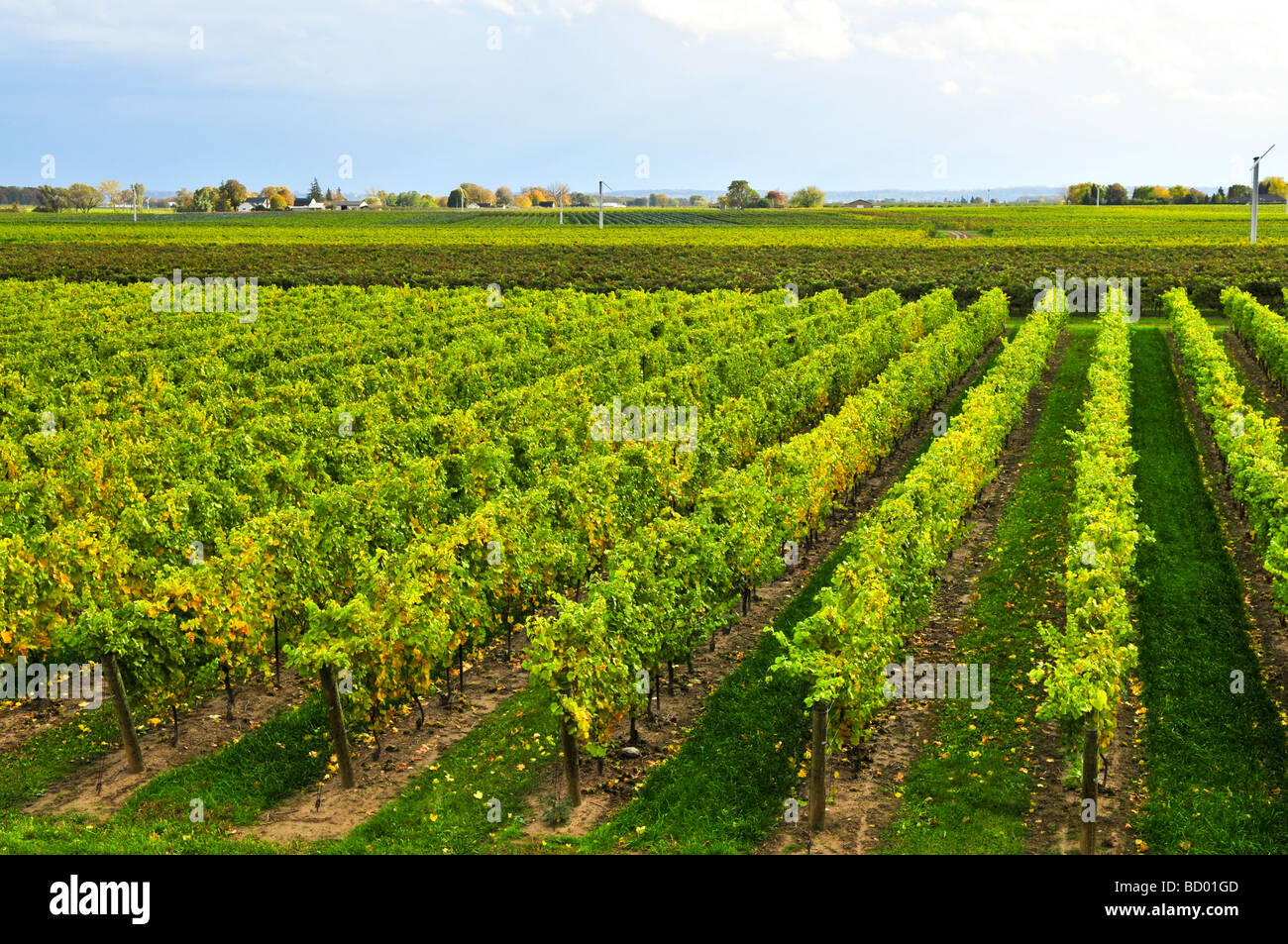 Rows of grape vines hi-res stock photography and images - Alamy