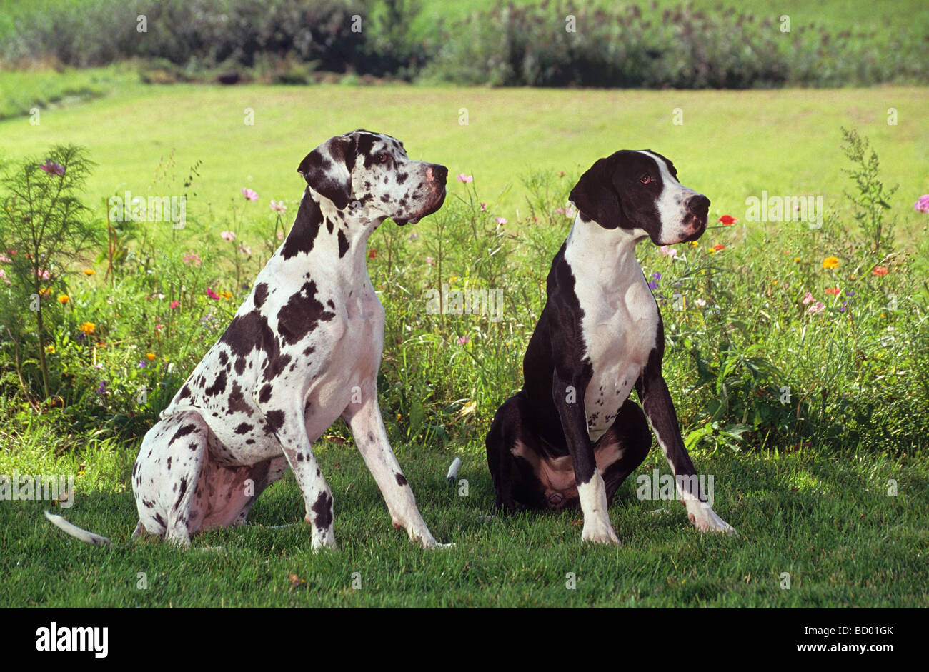 German mastiffs hi-res stock photography and images - Alamy