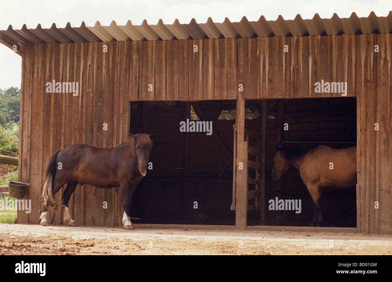 a run-in-stable with two horses Stock Photo - Alamy