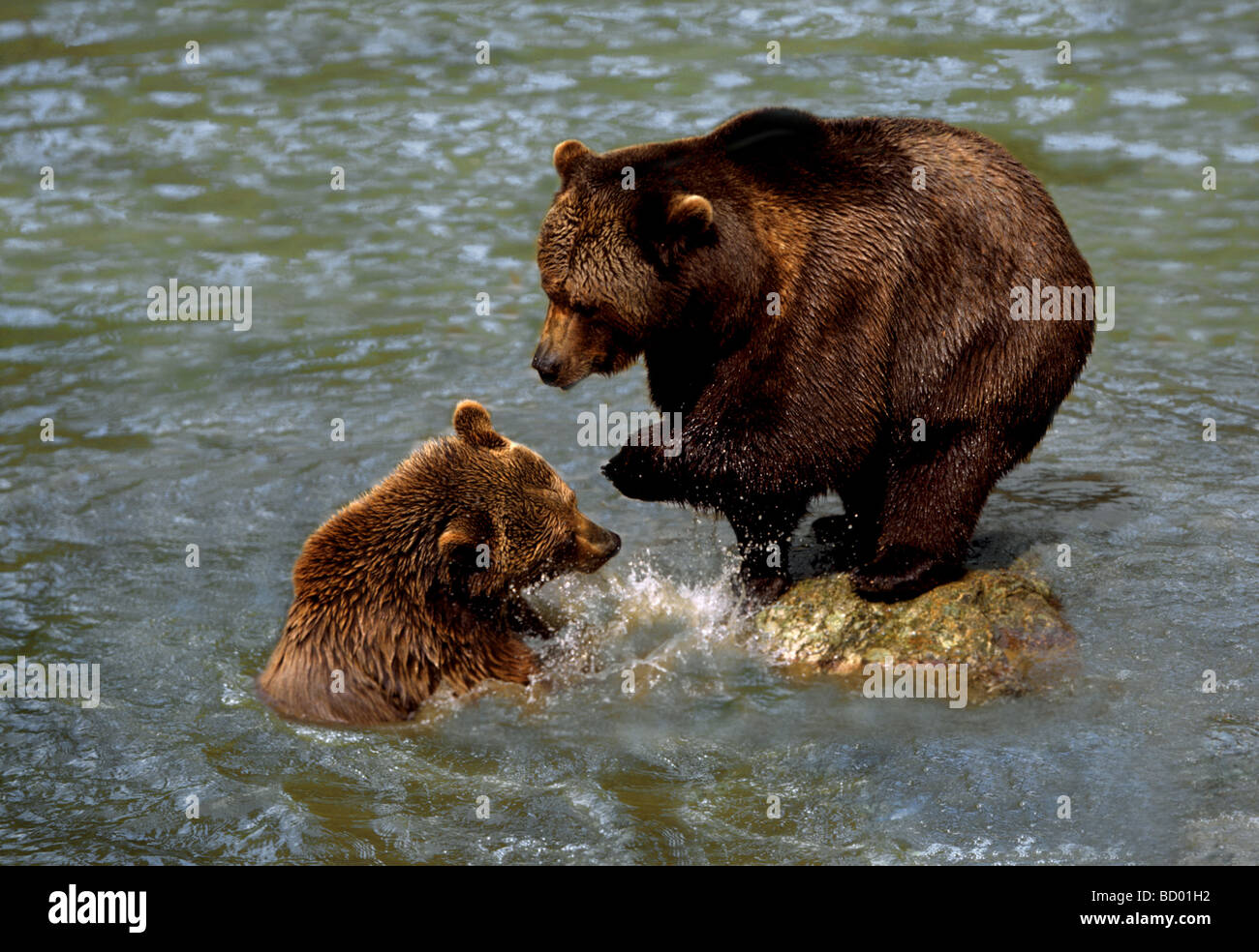 brown bear with cub - in water Stock Photo - Alamy