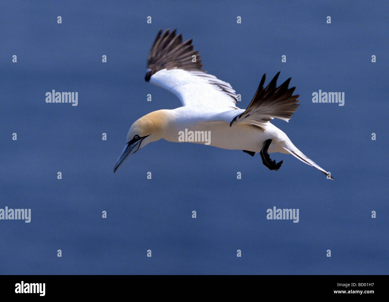 Northern gannet - flying Stock Photo - Alamy