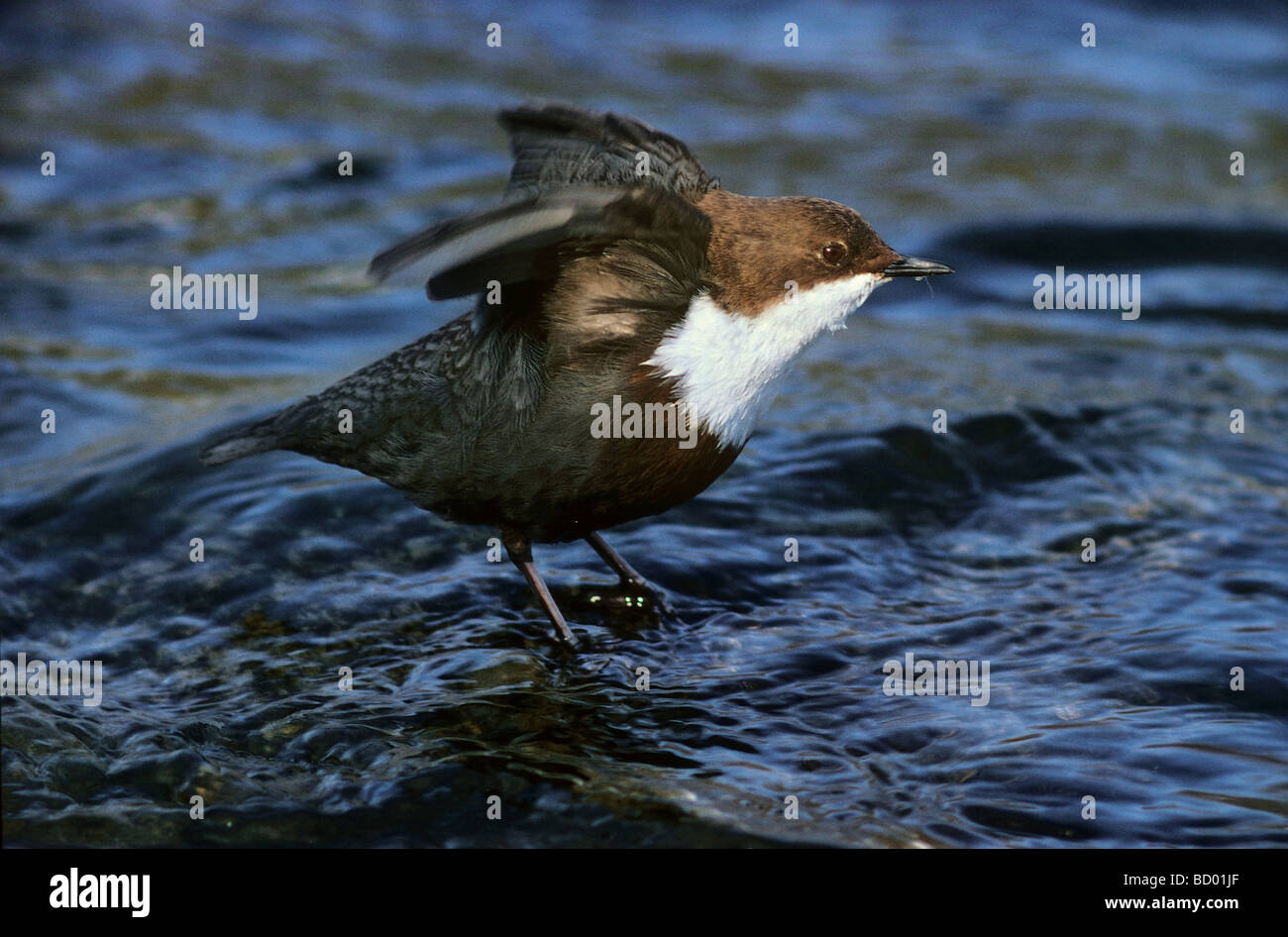 Dipper standing in water Stock Photo - Alamy