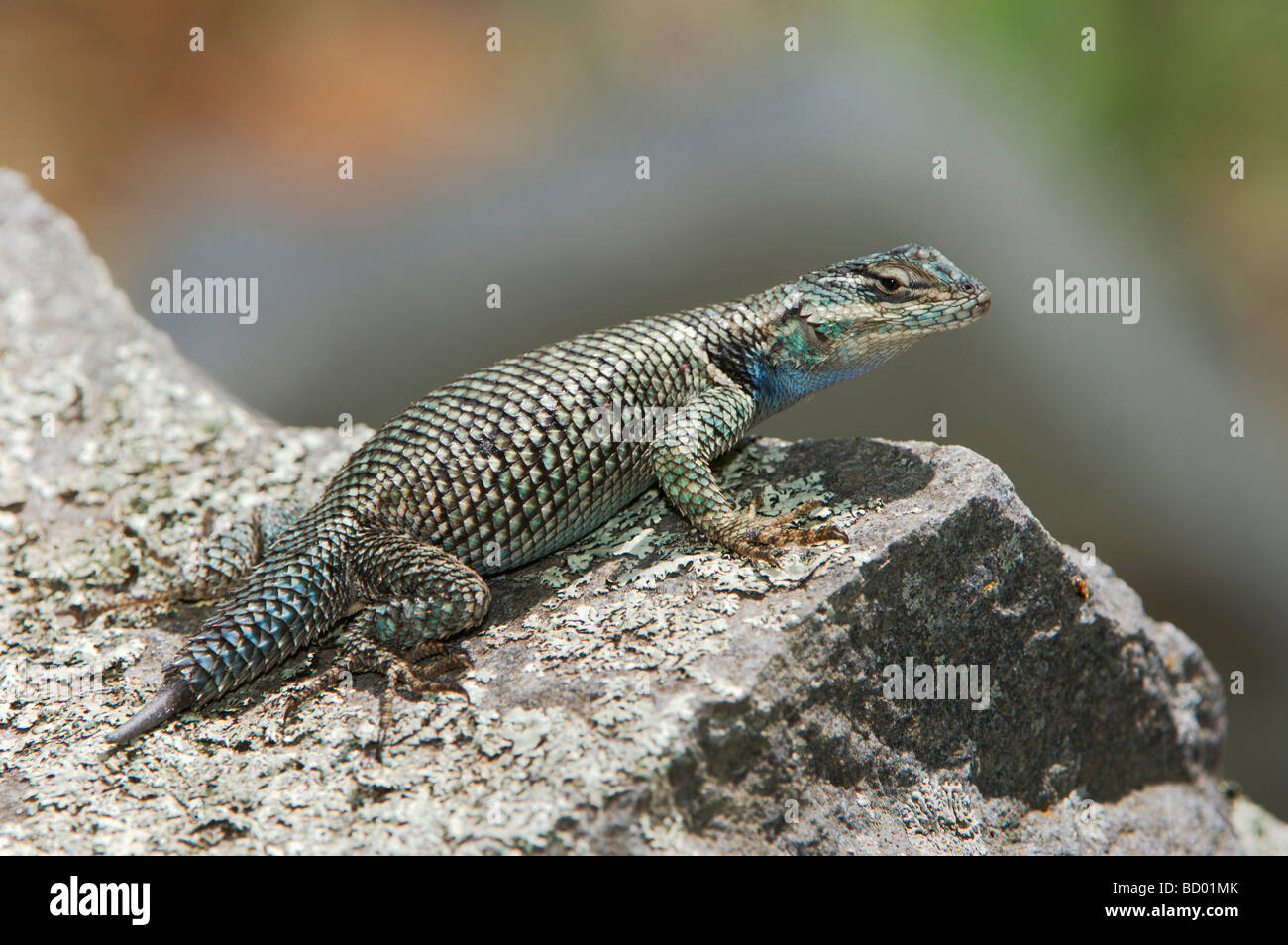 Mountain Spiny Lizard Sceloporus jarrovii adult Madera Canyon Arizona USA May 2005 Stock Photo ...