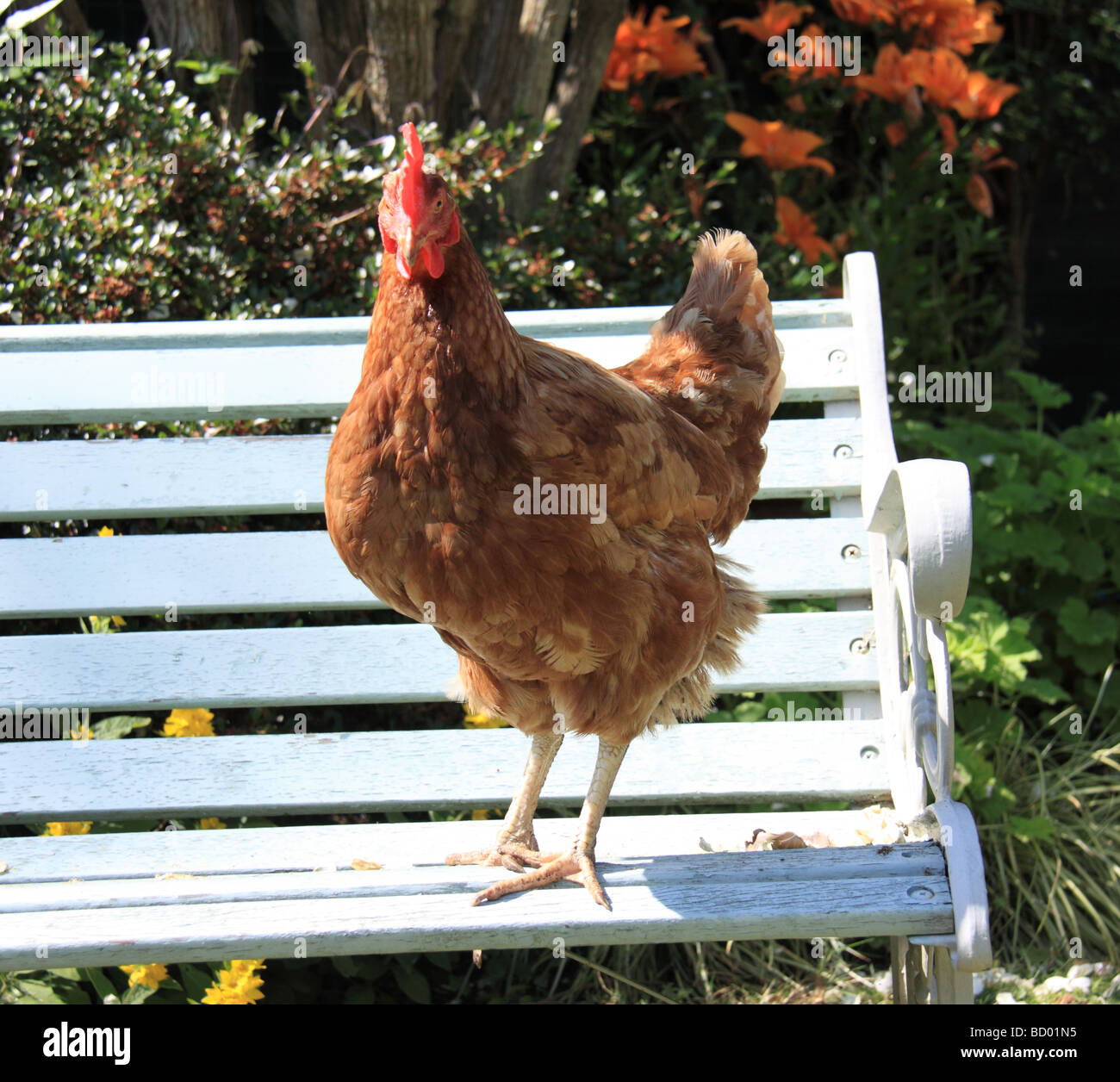 Hybrid chicken standing on a garden bench Stock Photo - Alamy