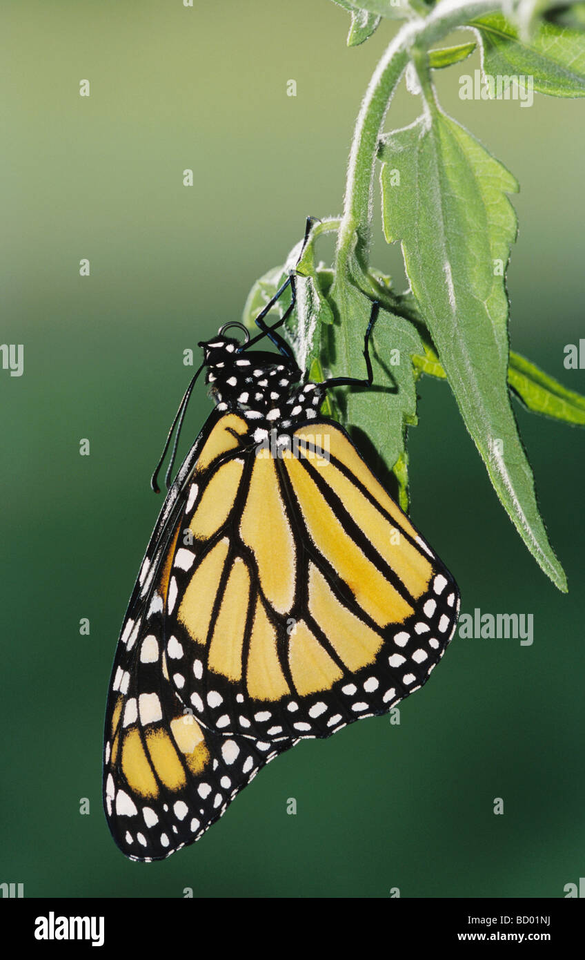 Monarch Danaus plexippus adult newly emerged from pupa Willacy County ...