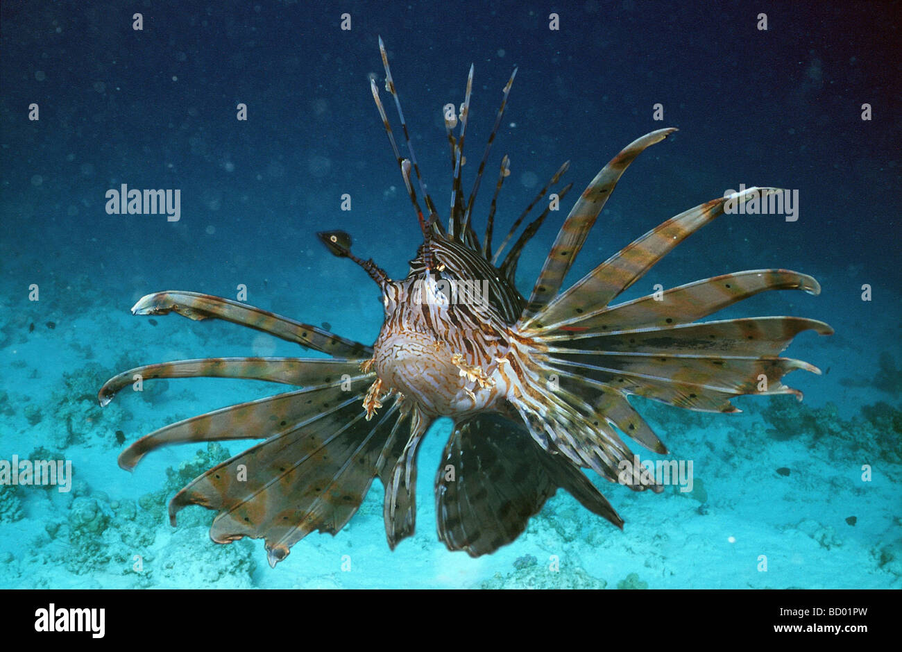 Firefishes hi-res stock photography and images - Alamy